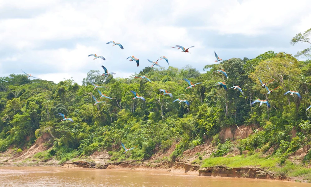 Tour Collpa de Guacamayo Chuncho 5D/4N - South America Exploor